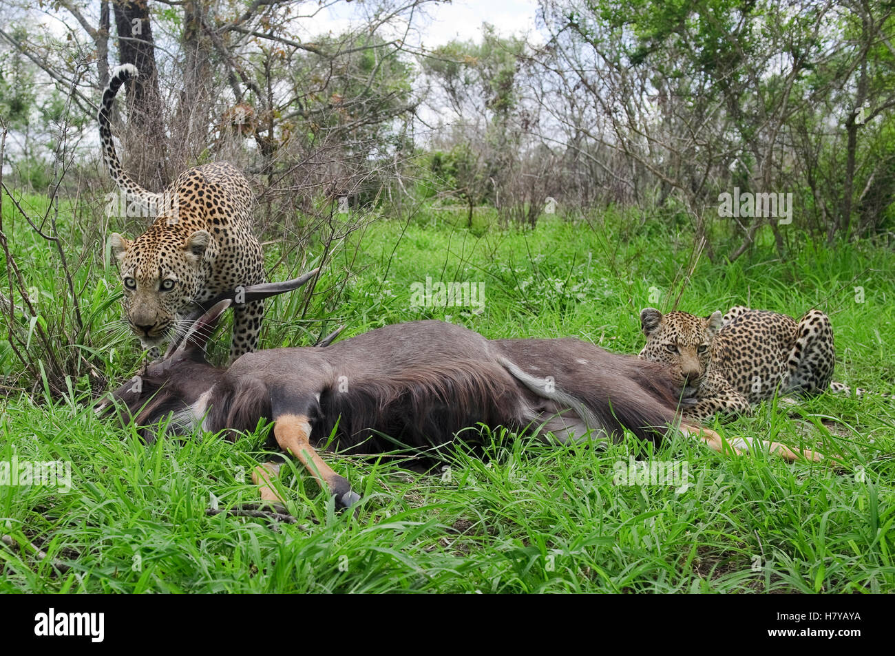 Leopard (Panthera pardus) mother and cub with Sitatunga (Tragelaphus ...