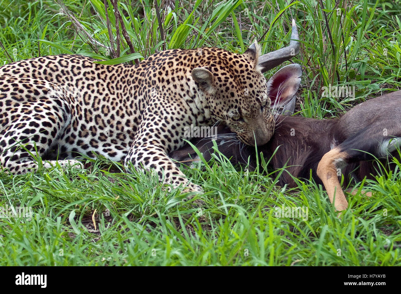 Leopard (Panthera pardus) killing Sitatunga (Tragelaphus spekii) prey ...