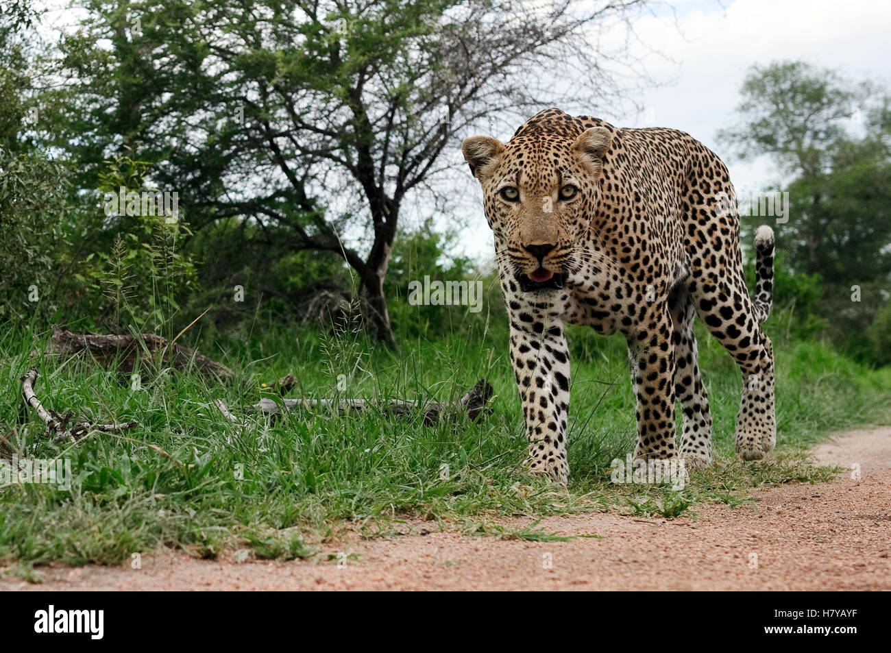 Leopard (Panthera pardus) walking, Botswana Stock Photo - Alamy