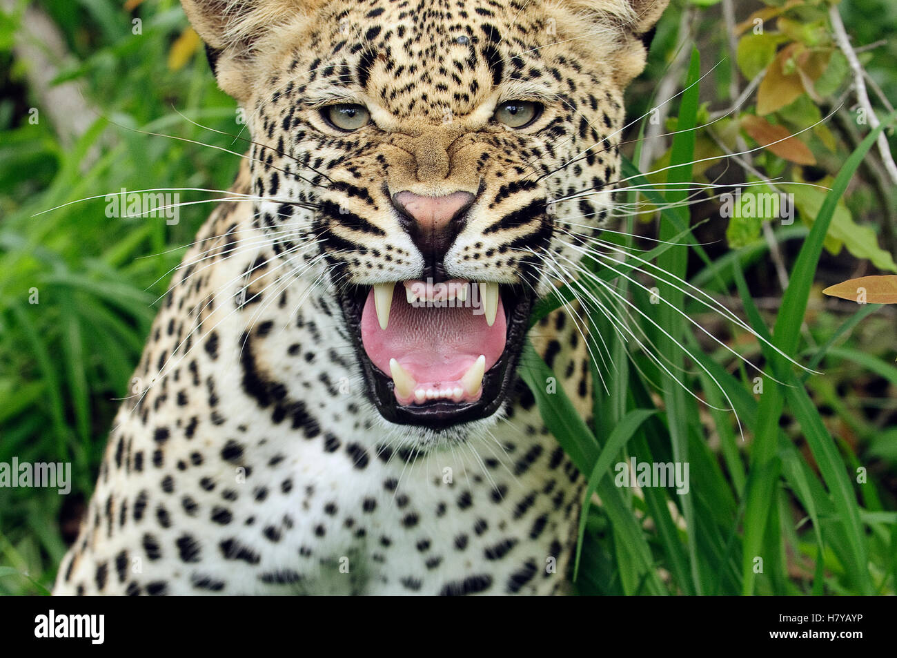 Leopard (Panthera pardus) snarling, Botswana Stock Photo - Alamy