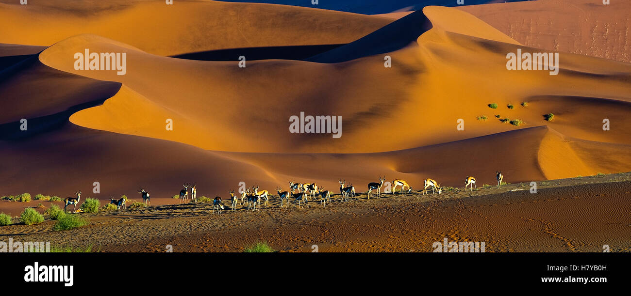 Springbok (Antidorcas marsupialis) herd in desert sand dunes, Namib ...