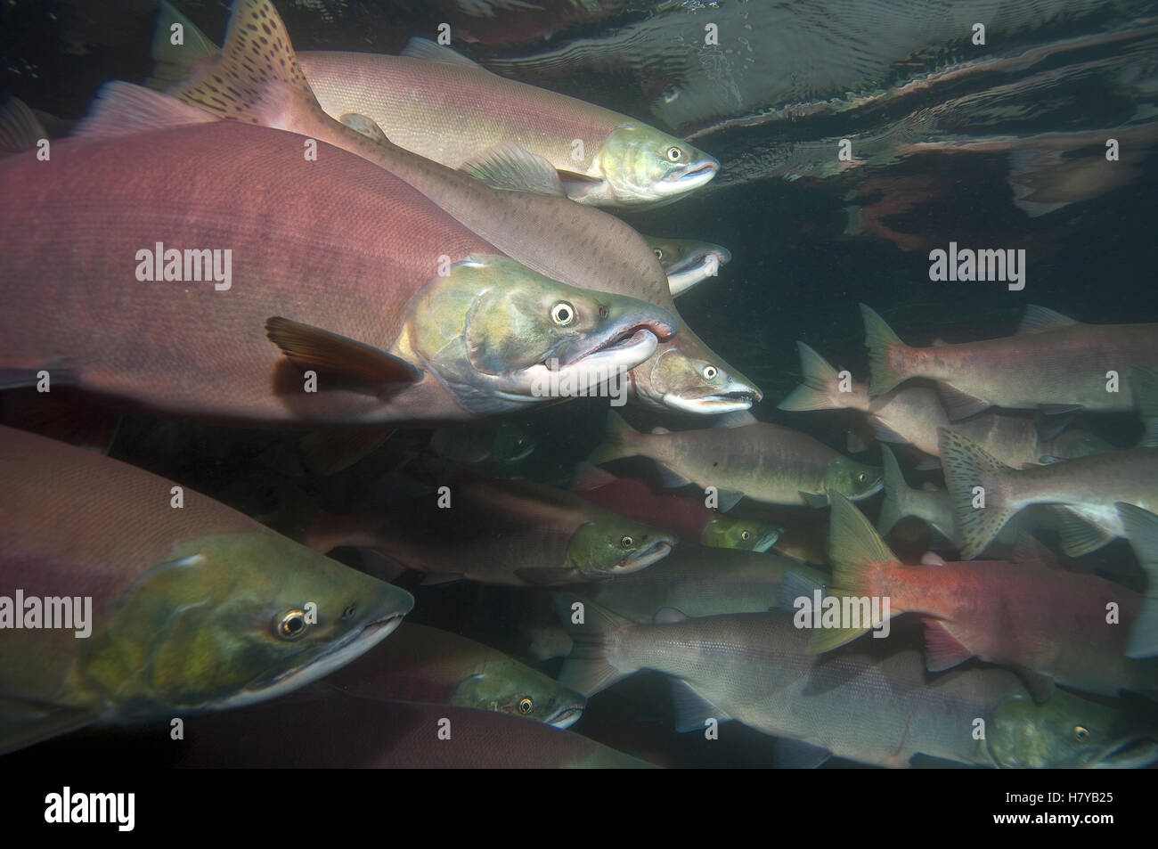 Sockeye Salmon Oncorhynchus Nerka And Pink Salmon Oncorhynchus Gorbuscha In Breeding