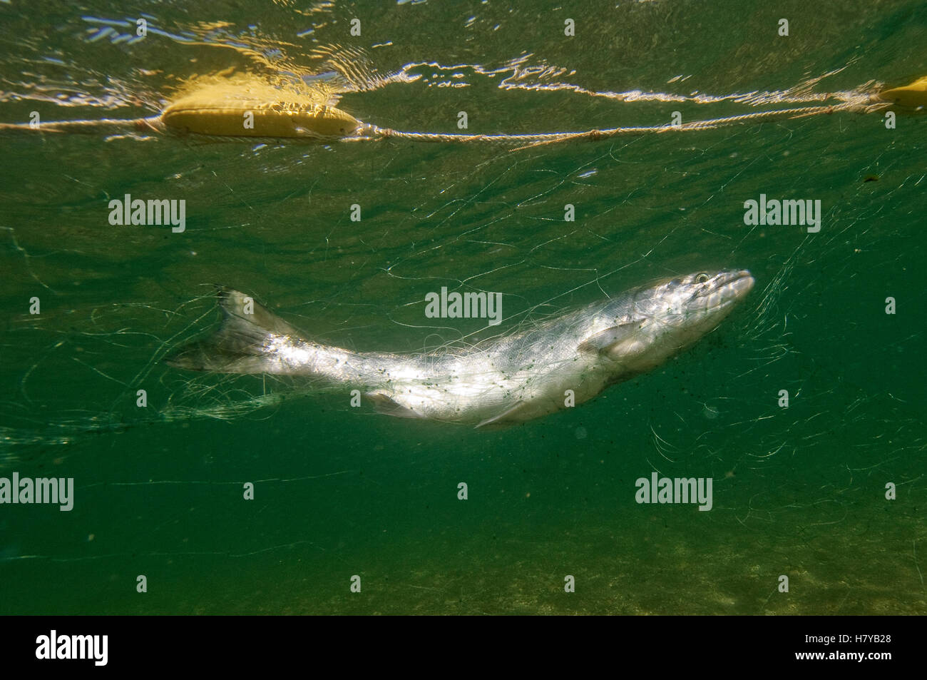 Sockeye Salmon (Oncorhynchus nerka) caught in fishing net, Kamchatka ...
