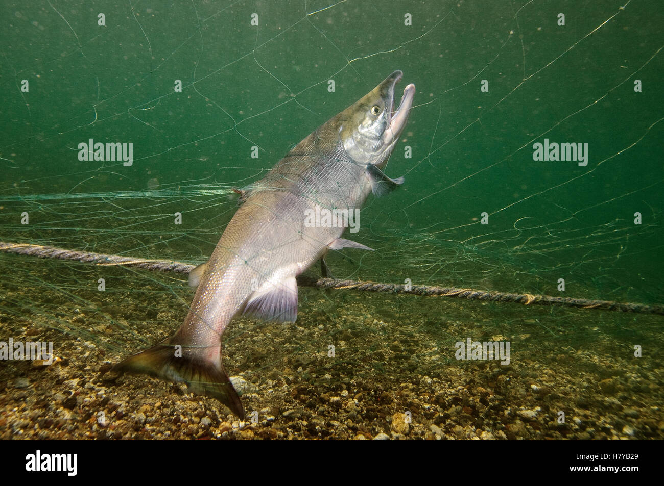 Sockeye Salmon (Oncorhynchus nerka) caught in fishing net, Kamchatka ...