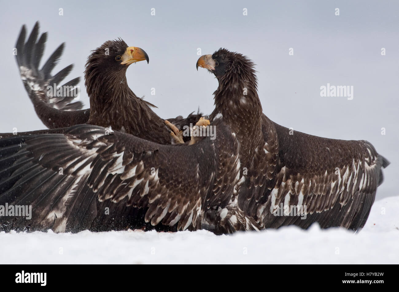 Steller's Sea Eagle (Haliaeetus pelagicus) juveniles fighting ...