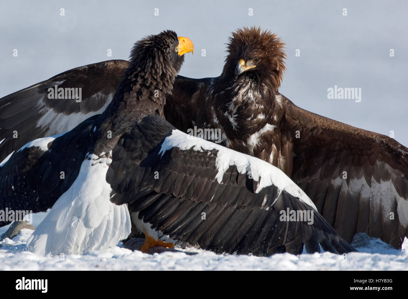 Steller's Sea Eagle (Haliaeetus pelagicus) and Golden Eagle (Aquila ...