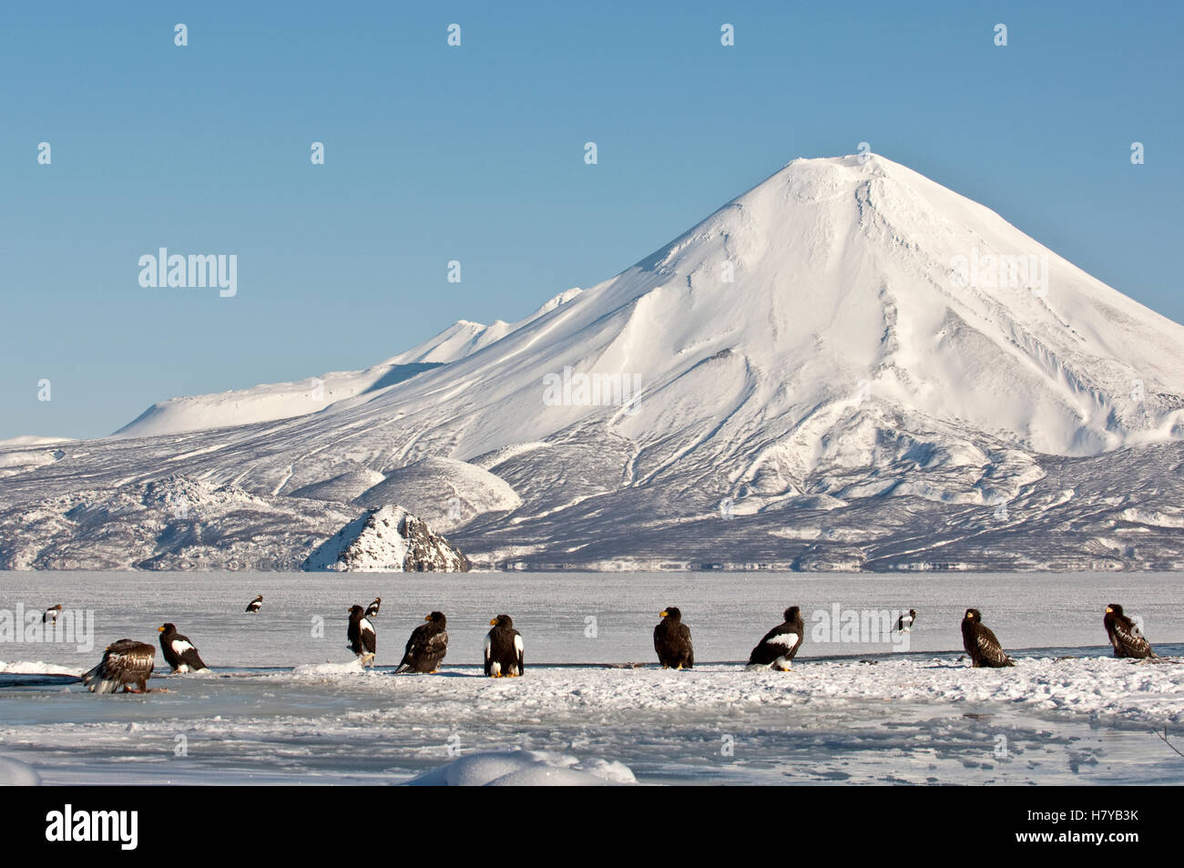 Steller's Sea Eagle (Haliaeetus pelagicus) group on frozen Kuril Lake ...