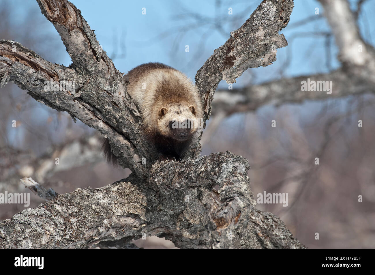 Wolverine (Gulo gulo) climbing tree, Kamchatka, Russia Stock Photo - Alamy