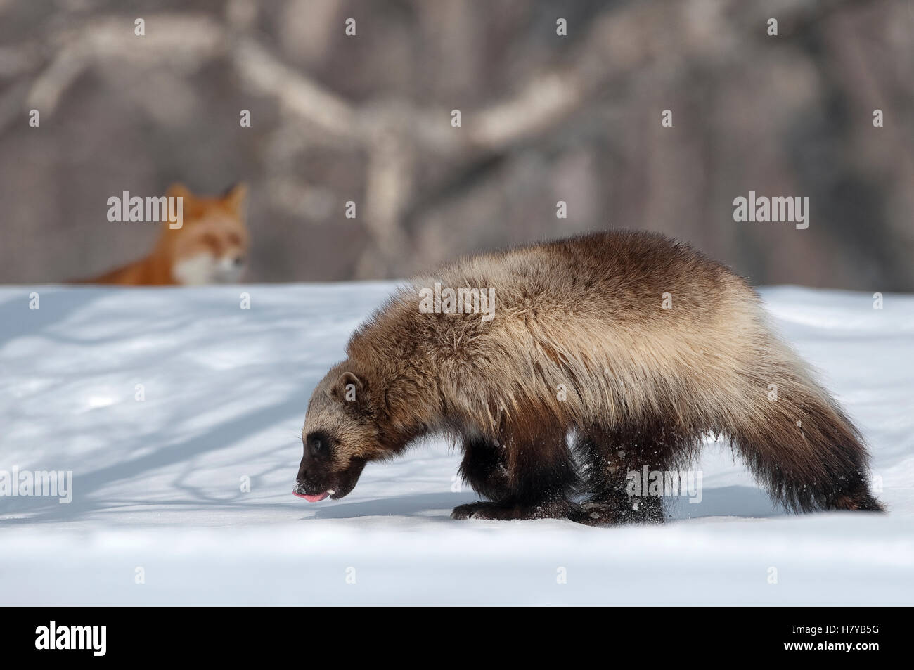 Wolverine (Gulo gulo) walking on snow with Red Fox (Vulpes vulpes) in ...