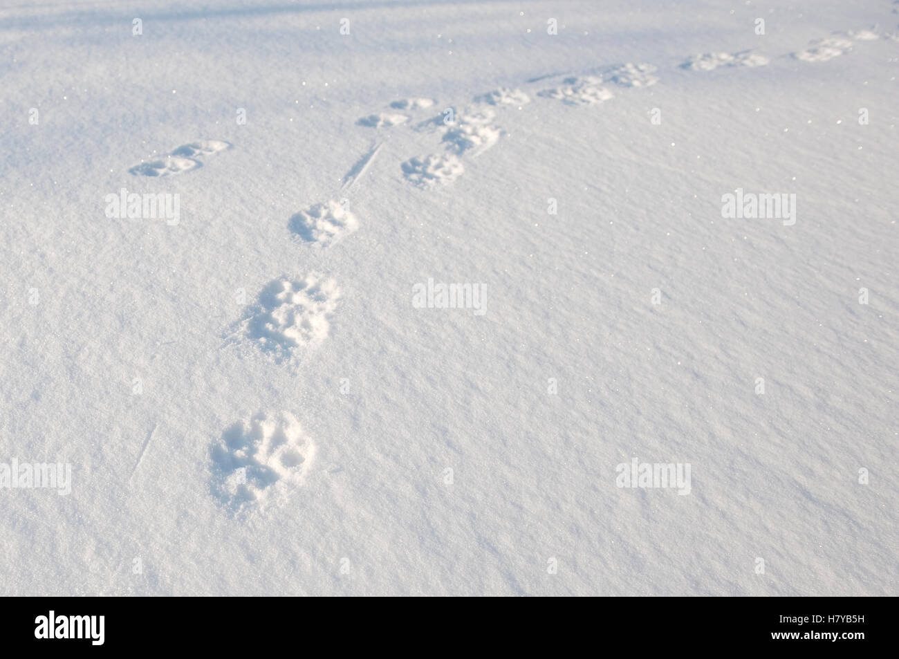 Wolverine (Gulo gulo) tracks in snow, Kamchatka, Russia Stock Photo - Alamy