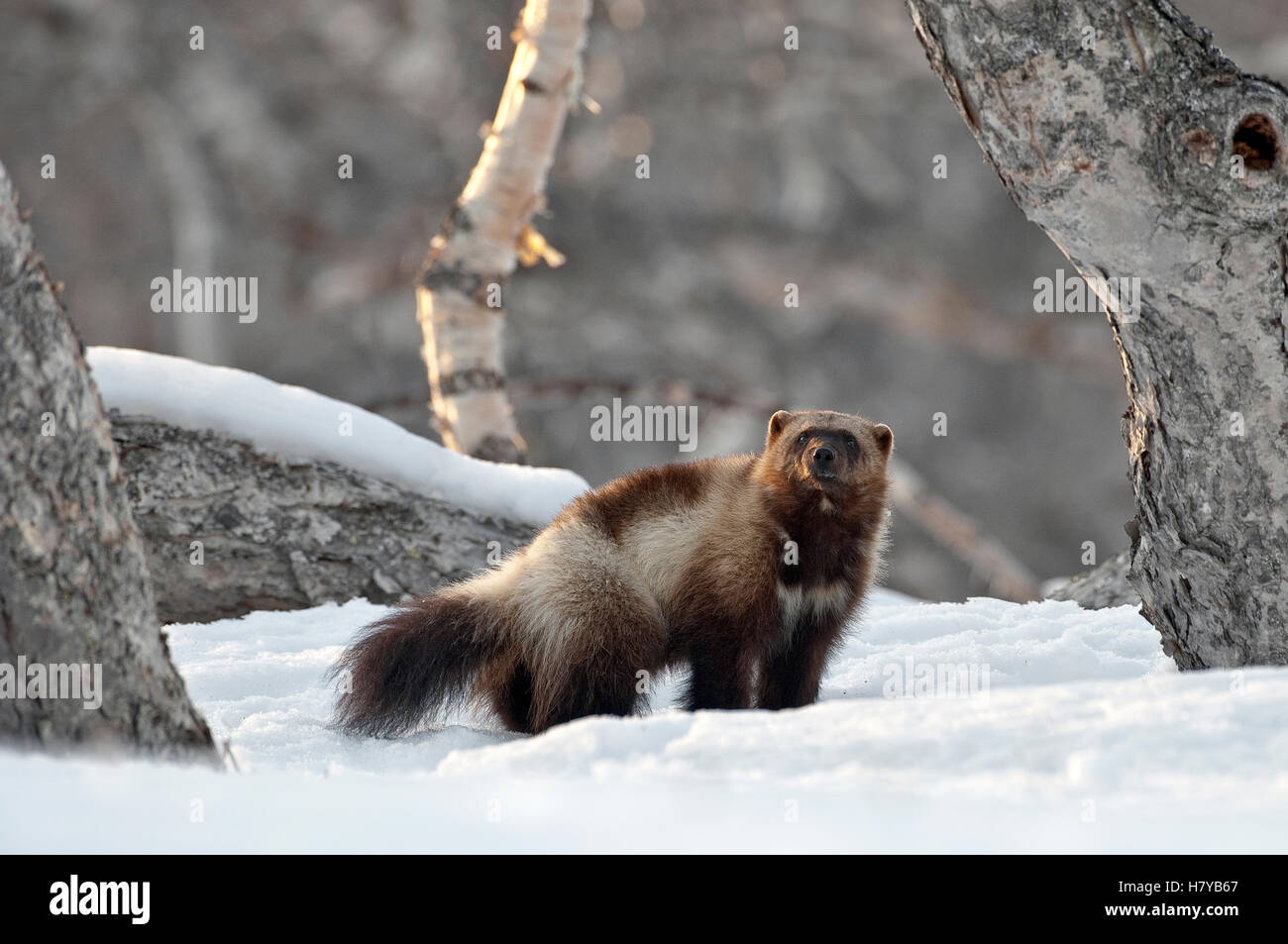 Wolverine (Gulo gulo), Kamchatka, Russia Stock Photo - Alamy