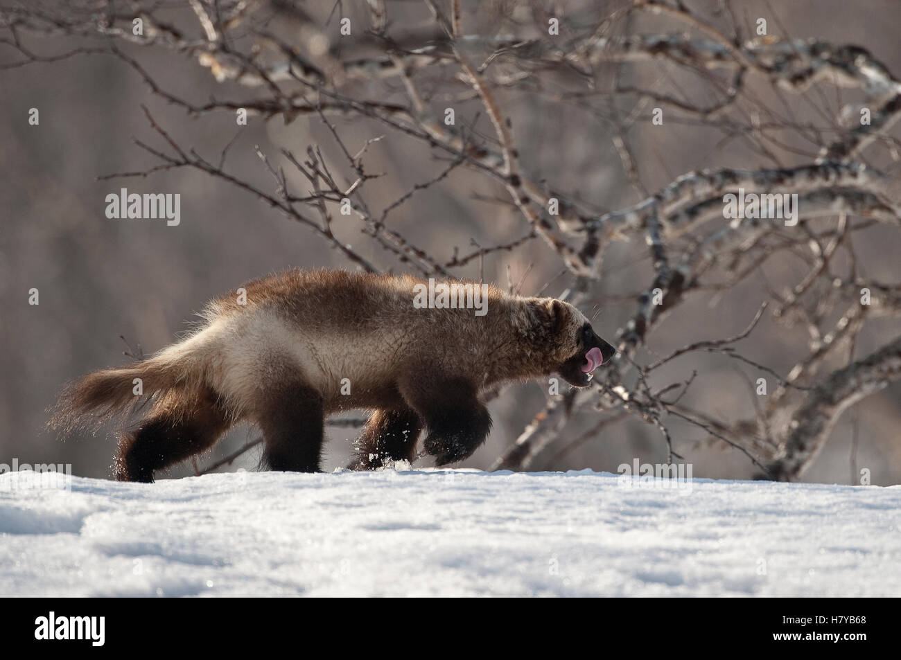 Wolverine (Gulo gulo) walking on snow, Kamchatka, Russia Stock Photo ...