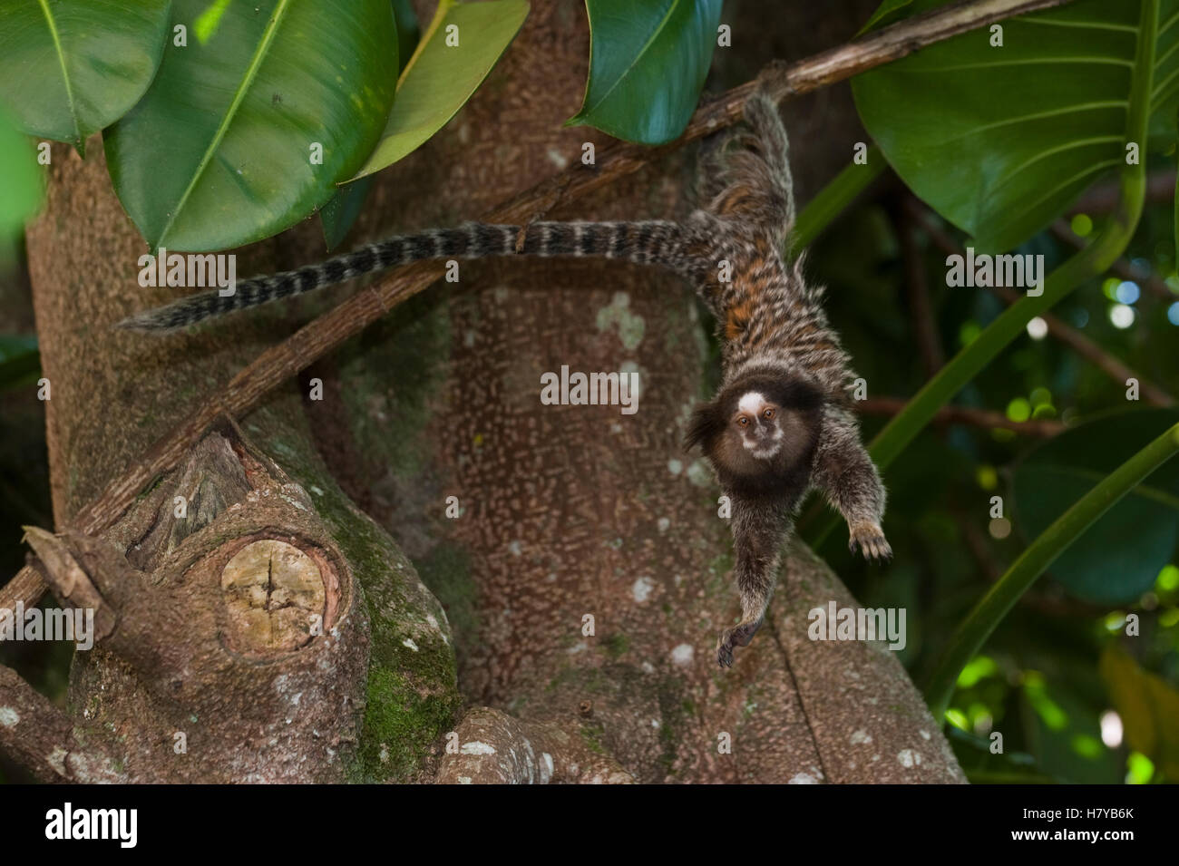 Common Marmoset (Callithrix jacchus) hanging from tree, Sugarloaf ...