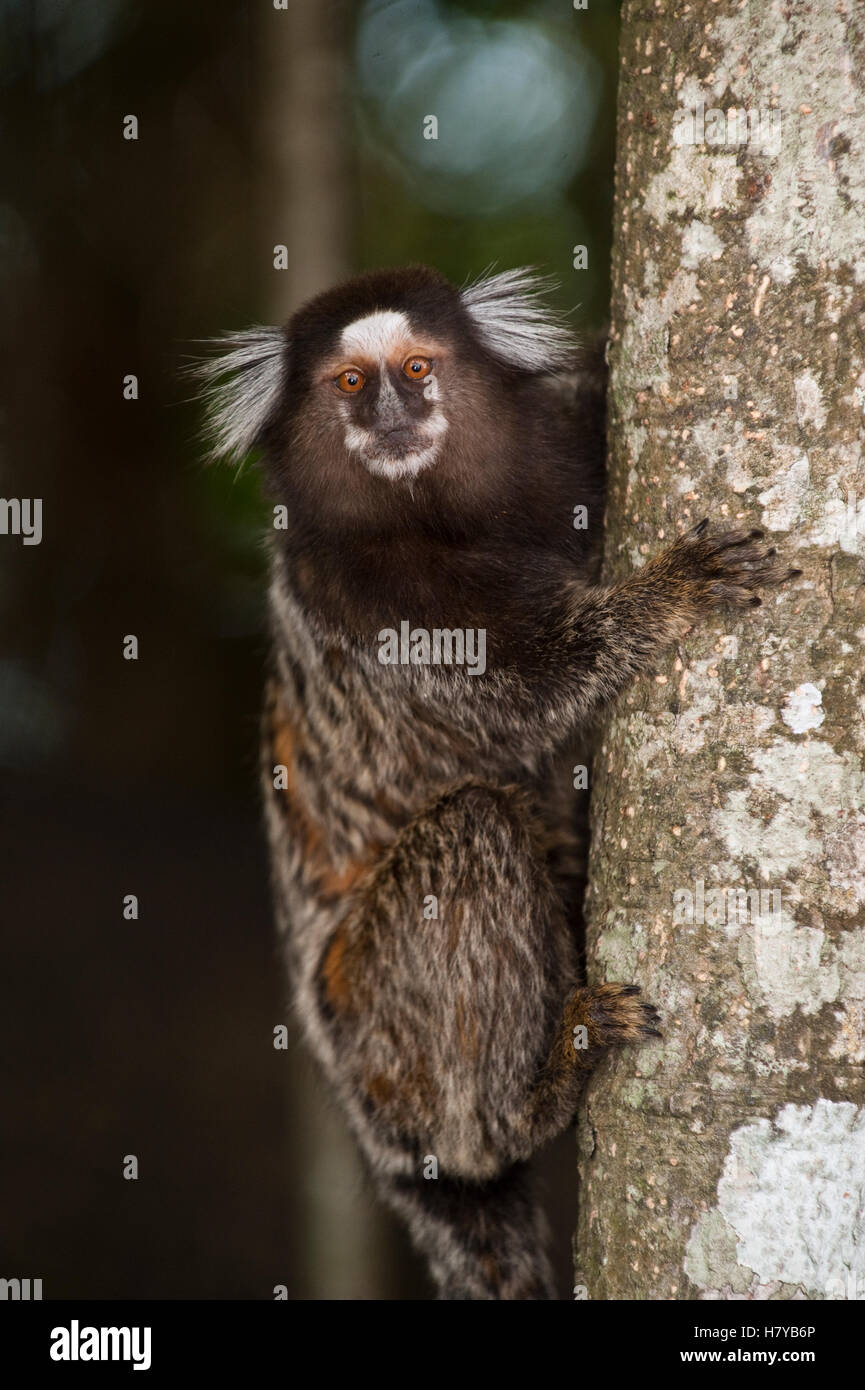 Common Marmoset (Callithrix jacchus), Sugarloaf Mountain, Rio de ...