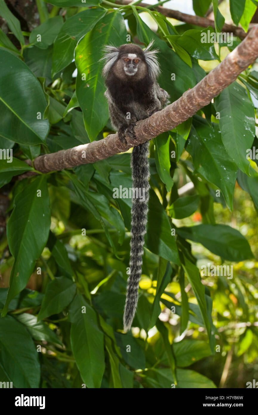 Common Marmoset (Callithrix jacchus) in tree, Sugarloaf Mountain, Rio ...