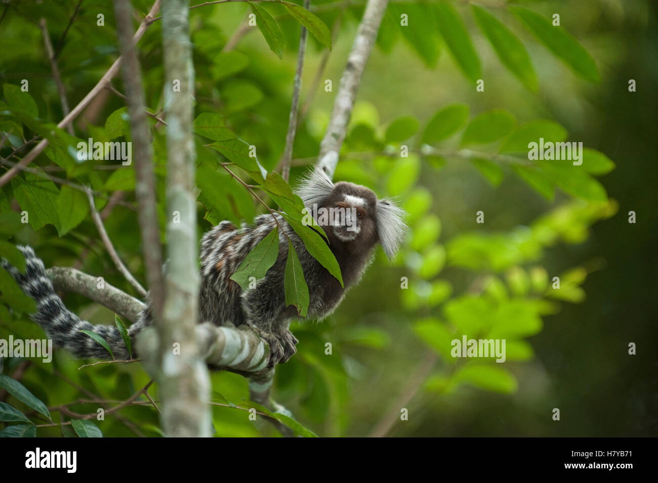 Common Marmoset (Callithrix jacchus) in tree, Sugarloaf Mountain, Rio ...