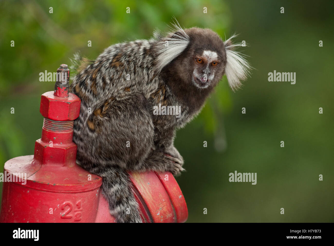 Common Marmoset (Callithrix jacchus) on fire hydrant, Sugarloaf ...