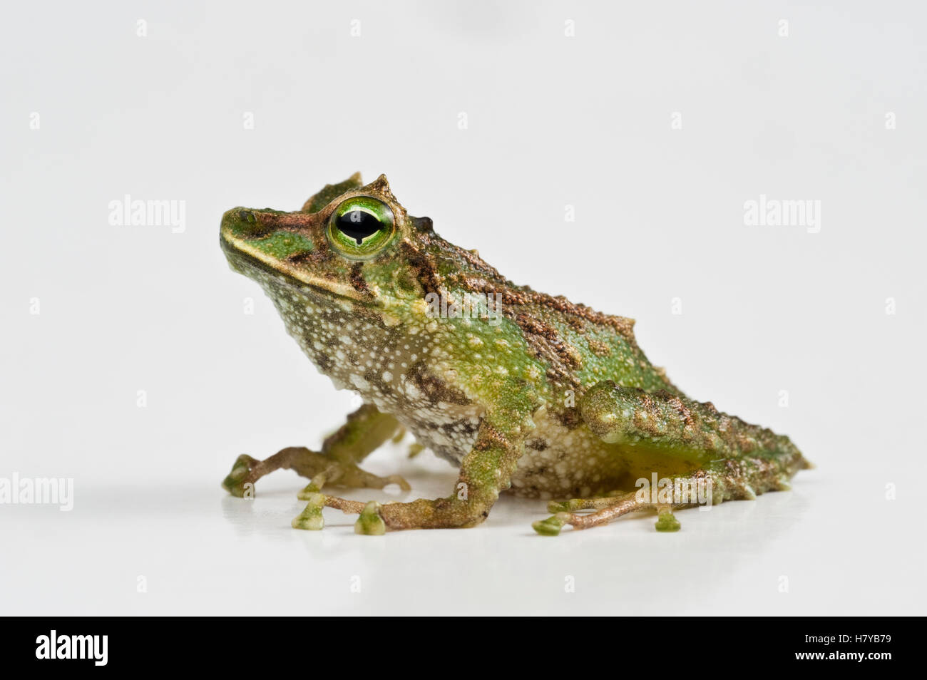 Espada's Robber Frog (Pristimantis galdi), Podocarpus National Park ...