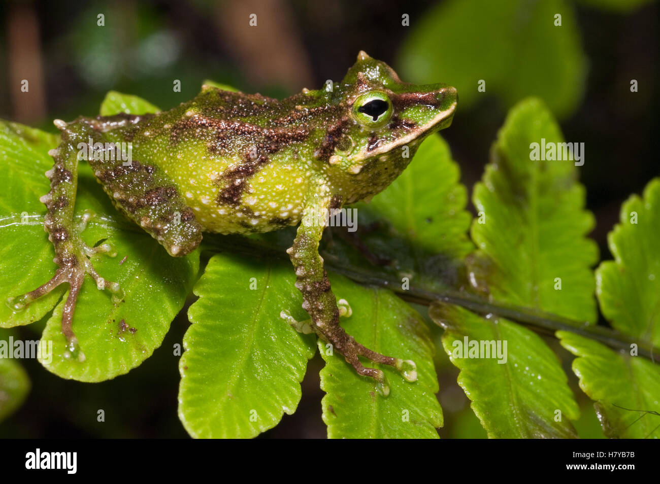 Espada's Robber Frog (Pristimantis galdi), Podocarpus National Park ...