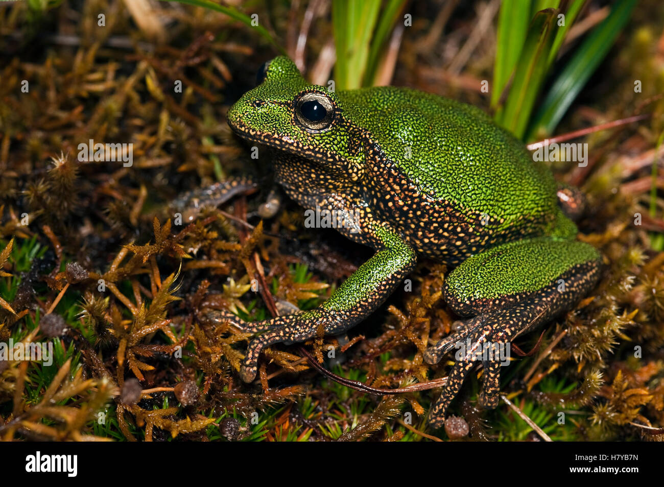 Marsupial Frog (Gastrotheca sp), a newly discovered species, Podocarpus ...