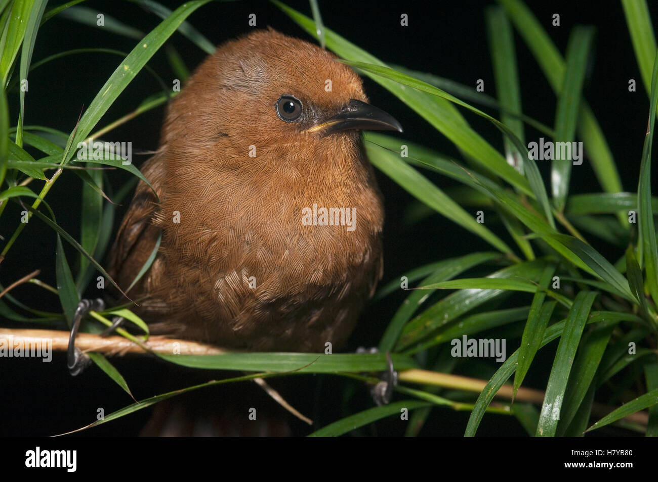 Rufous Wren (Cinnycerthia unirufa), Podocarpus National Park, Ecuador ...