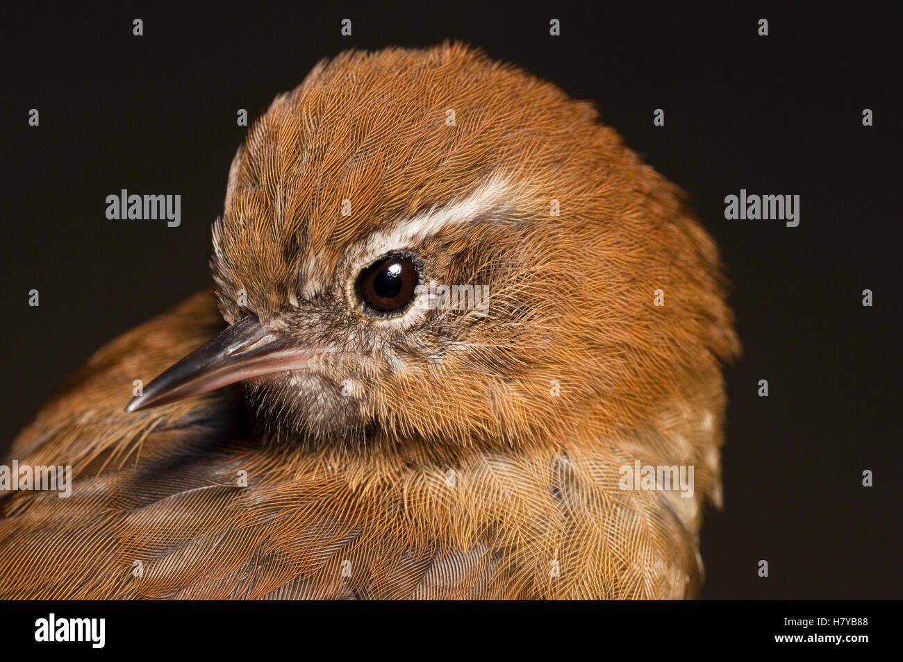 White-browed Spinetail (Hellmayrea gularis), Podocarpus National Park ...