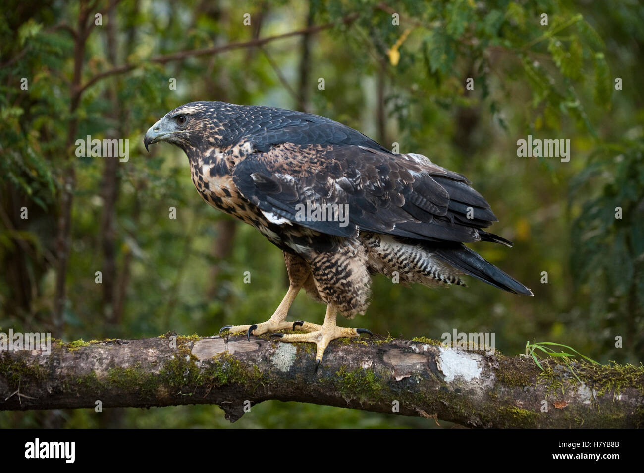 Black-chested Buzzard-Eagle (Geranoaetus melanoleucus) juvenile ...