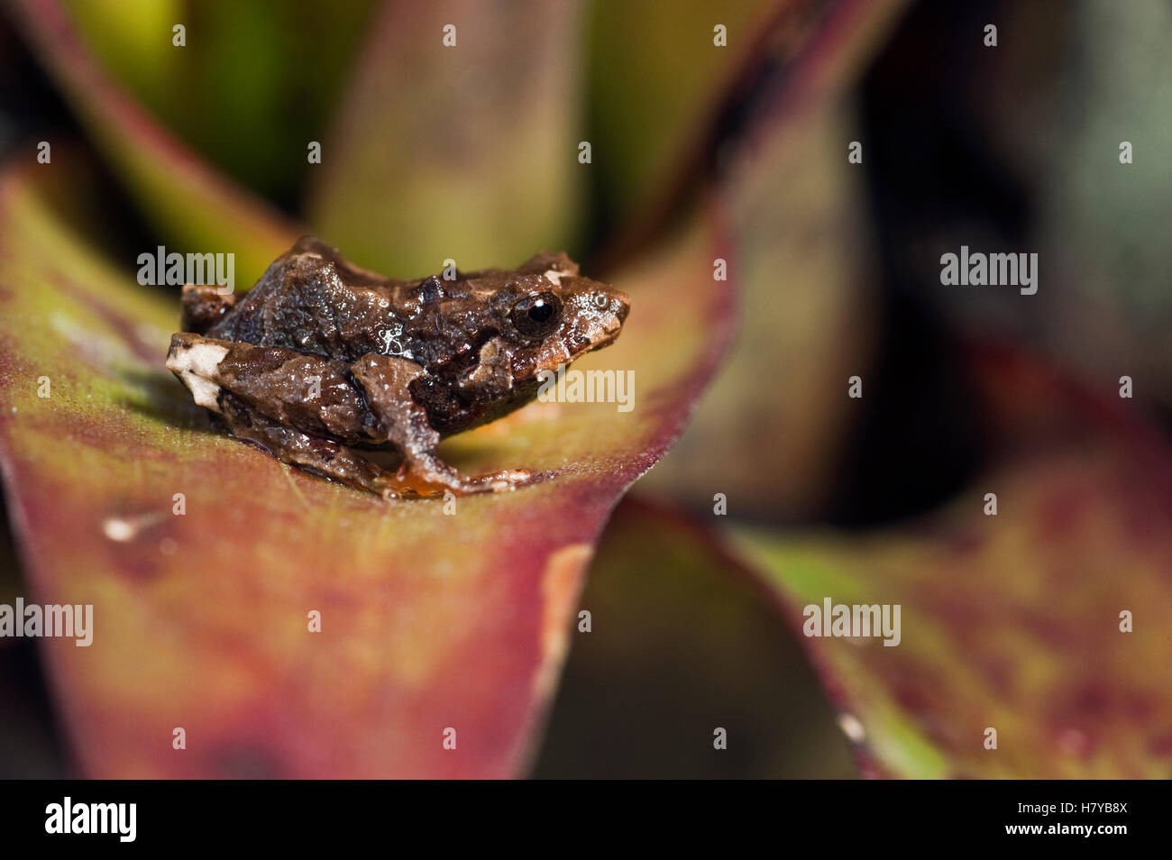 Southern Frog (Leptodactylidae), newly discovered species, Podocarpus ...