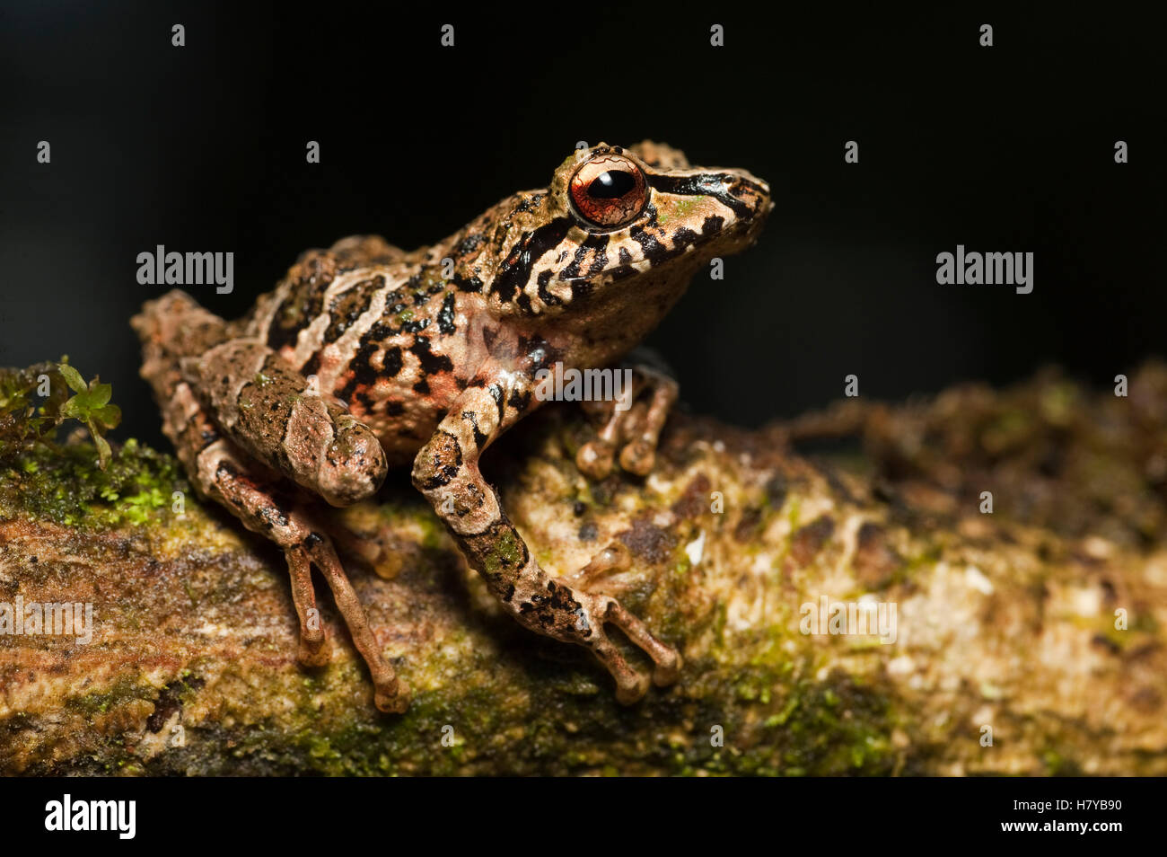 Southern Frog (Leptodactylidae), newly discovered species, Podocarpus ...