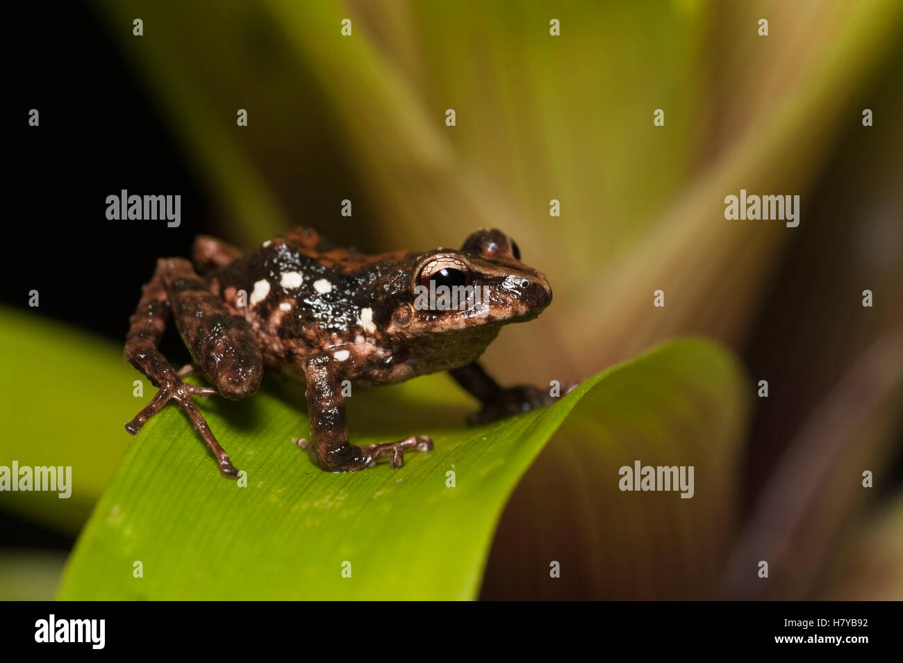 Southern Frog (Leptodactylidae), newly discovered species, Podocarpus ...