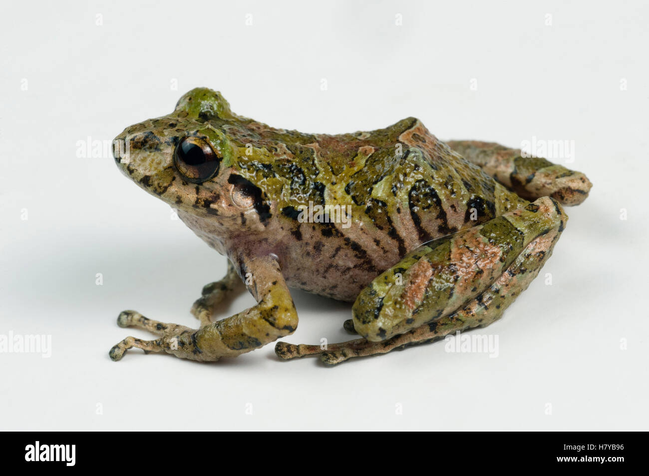 Southern Frog (Leptodactylidae), newly discovered species, Podocarpus ...