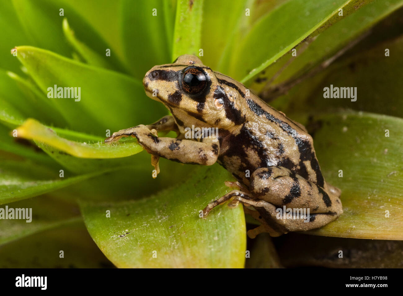 Southern Frog (Pristimantis sp), newly discovered species, Podocarpus ...