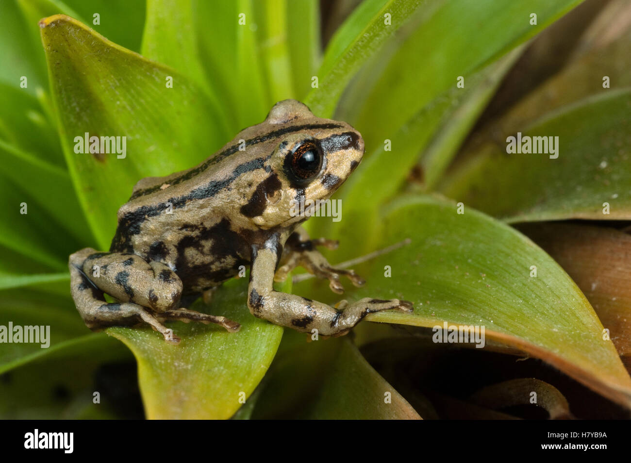 Southern Frog (Pristimantis sp), newly discovered species, Podocarpus ...