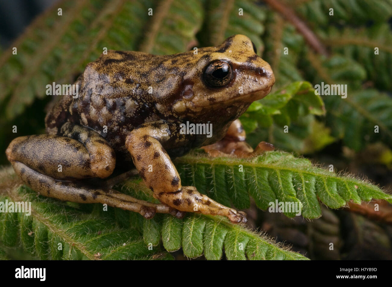 Southern Frog (Pristimantis sp), newly discovered species, Podocarpus ...
