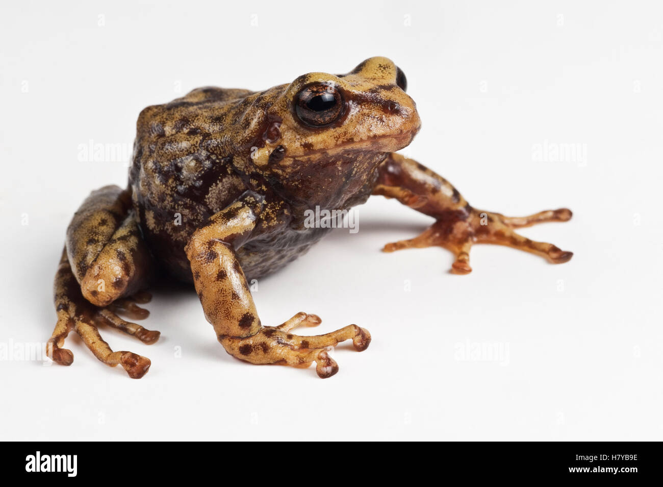 Southern Frog (Pristimantis sp), newly discovered species, Podocarpus ...