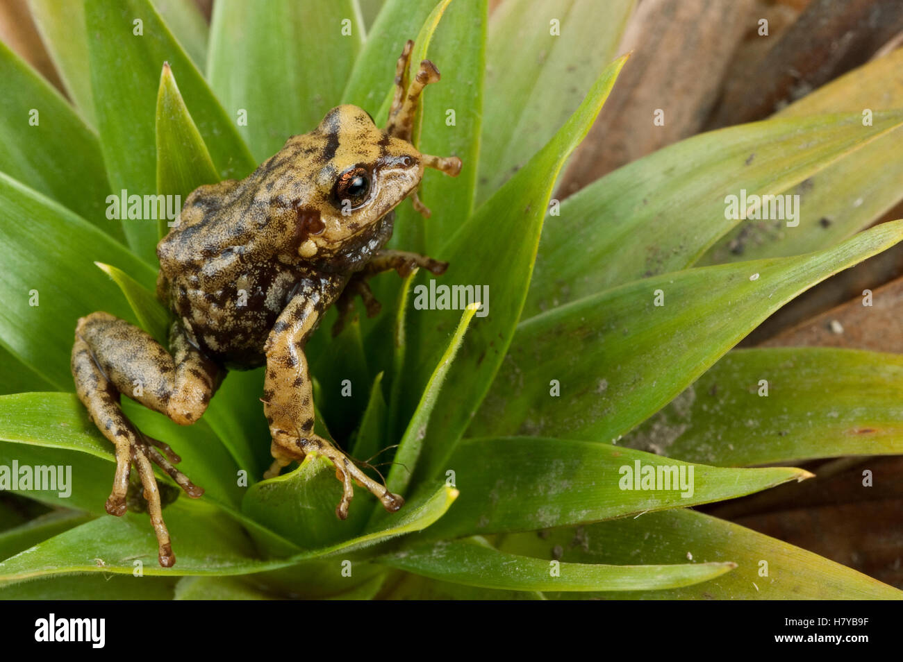 Southern Frog (Pristimantis sp), newly discovered species on bromeliad ...