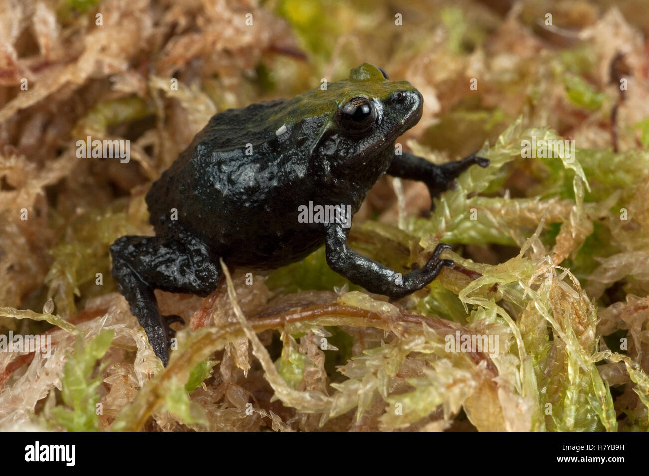 Southern Frog (Leptodactylidae), newly discovered species, Podocarpus ...