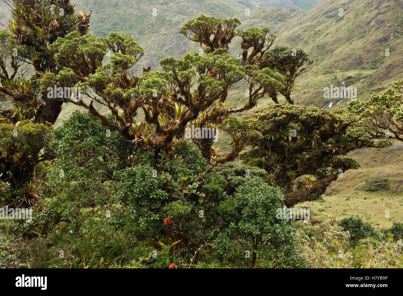 Podocarpus (Podocarpus sp) tree, Podocarpus National Park, Ecuador ...