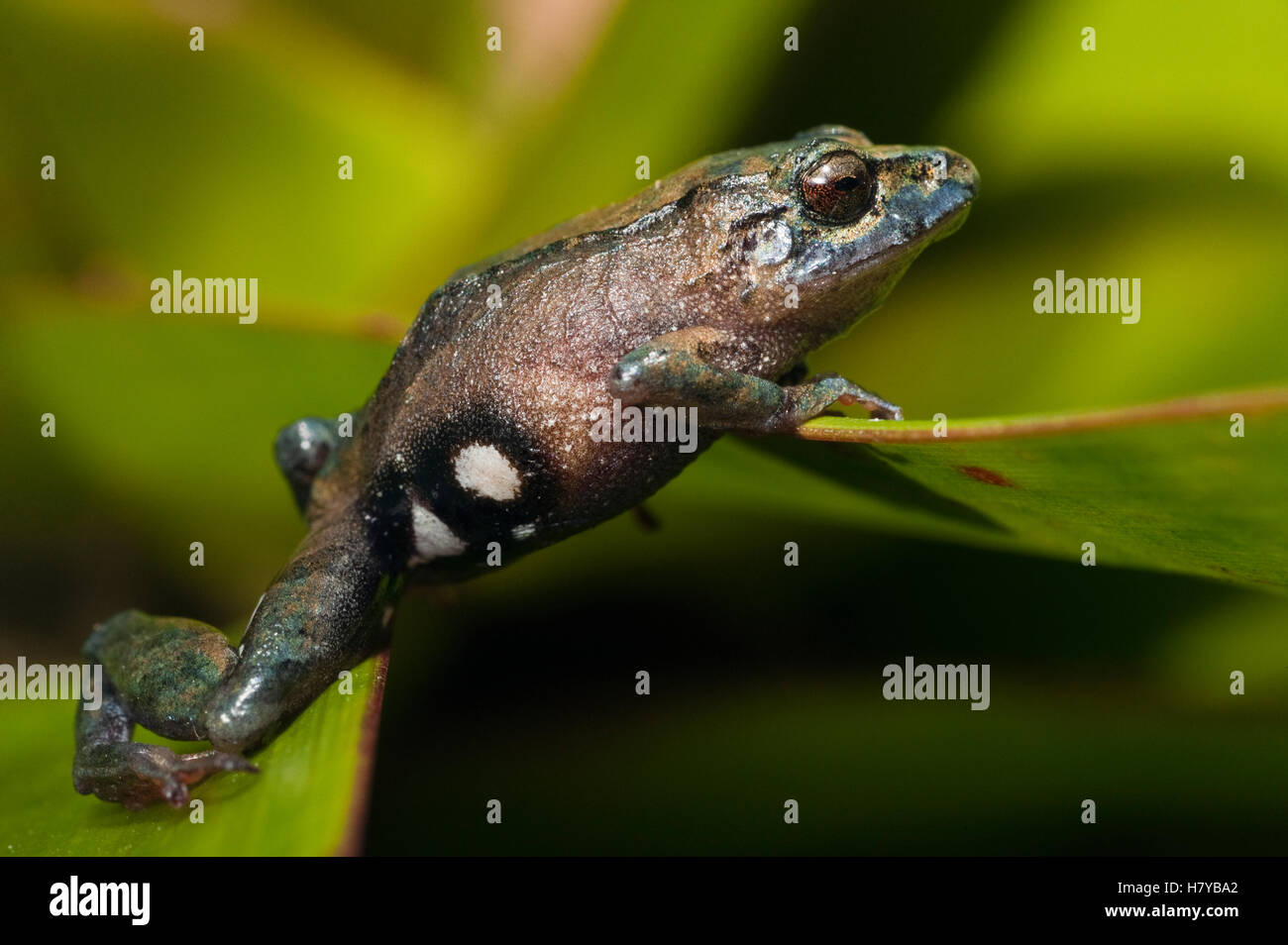Urdaneta Robber Frog (Eleutherodactylus orestes), Podocarpus National ...