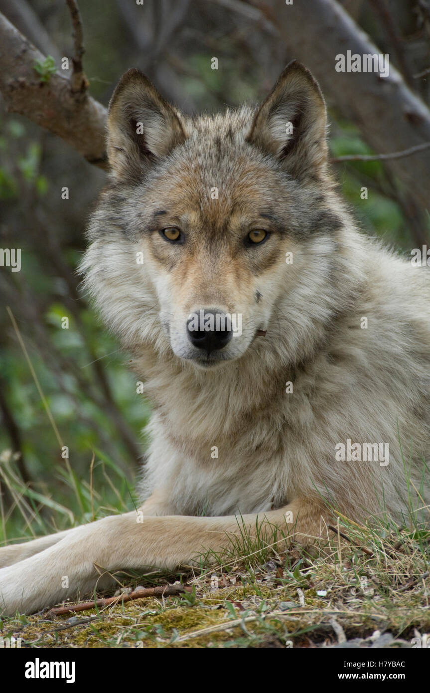 Gray Wolf (Canis lupus), Alaska Stock Photo - Alamy