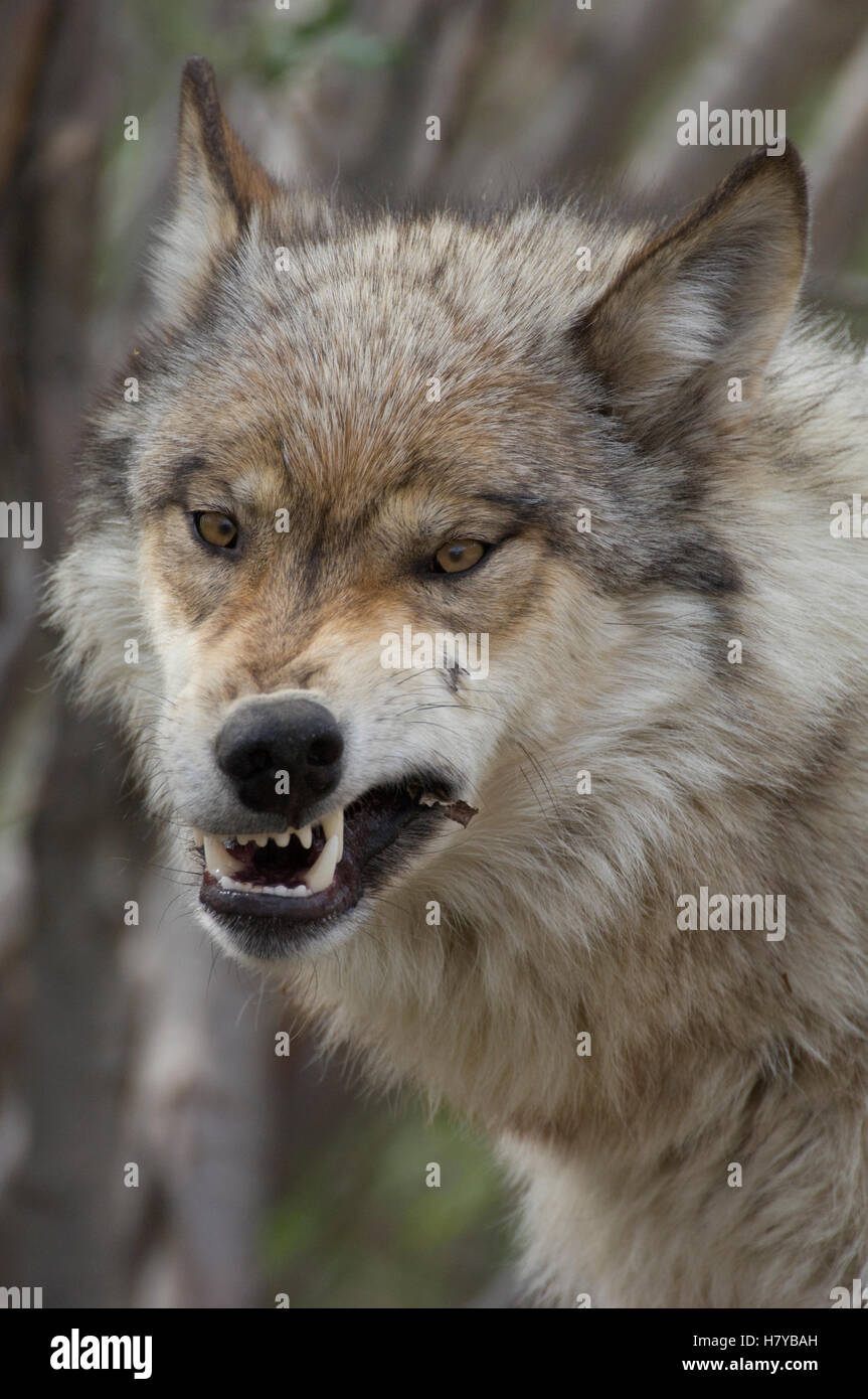 Gray Wolf (Canis lupus) biting down on stick, Alaska Stock Photo - Alamy
