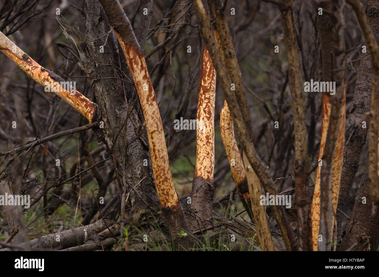 Alder (Alnus fruticosa) trees girdled by Snowshoe Hare (Lepus ...