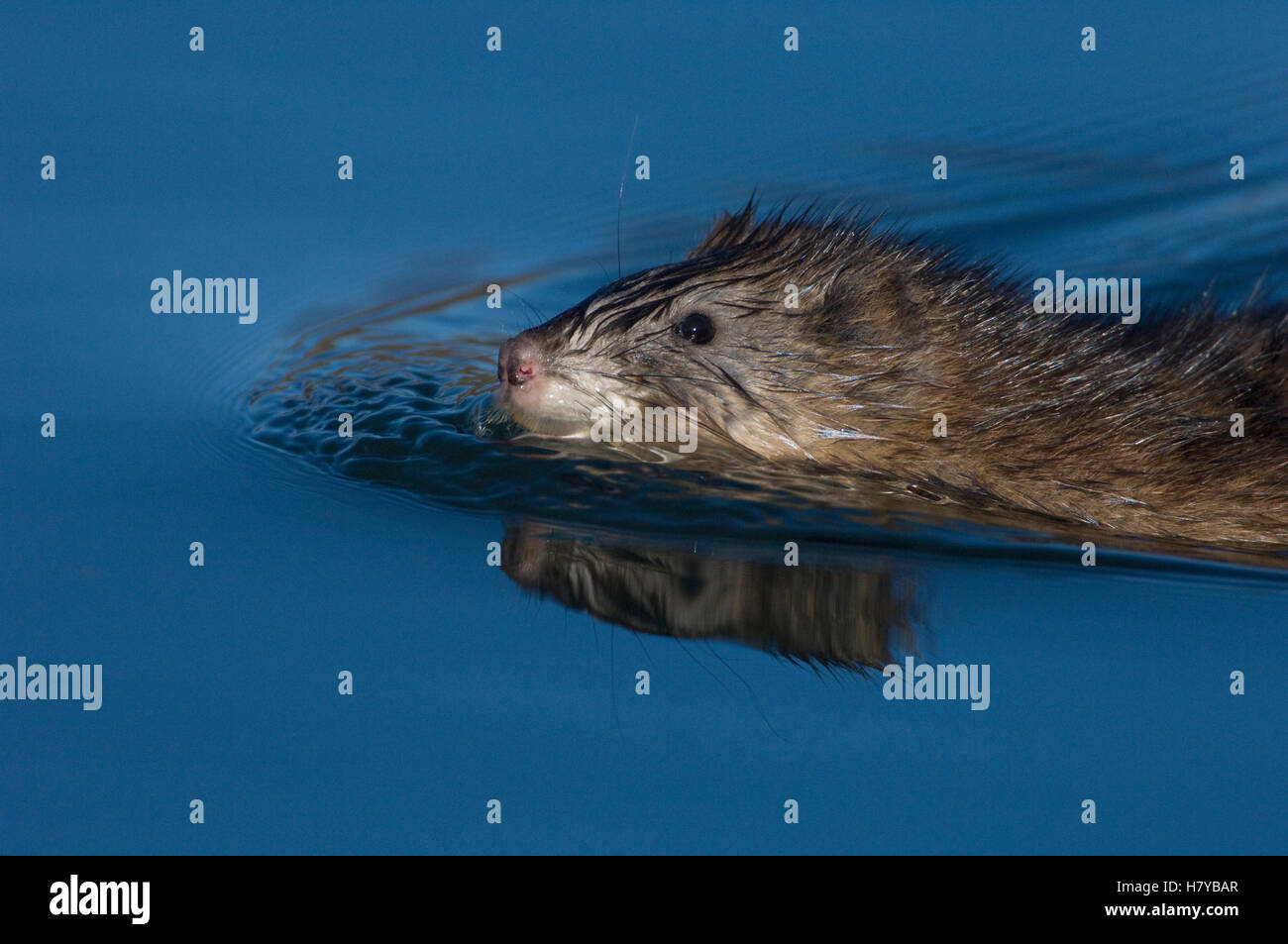 Muskrat (Ondatra zibethicus) swimming, Alaska Stock Photo - Alamy