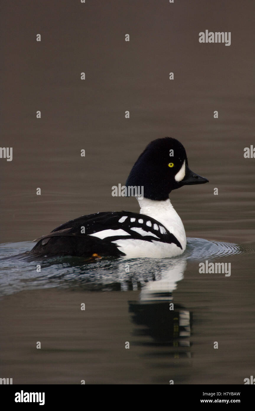 Barrow's Goldeneye (Bucephala islandica) drake in breeding plumage ...