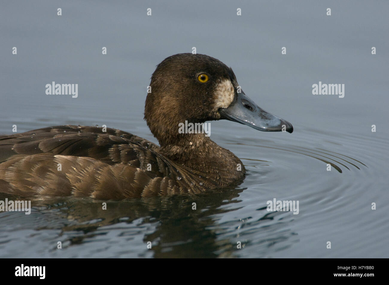 Lesser Scaup (Aythya affinis) female, Alaska Stock Photo - Alamy