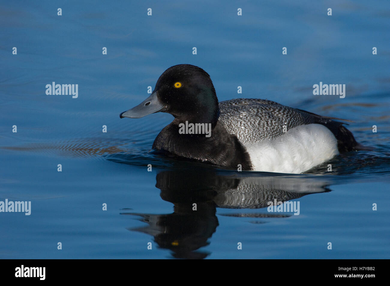Lesser Scaup (Aythya affinis) drake in breeding plumage, Alaska Stock ...