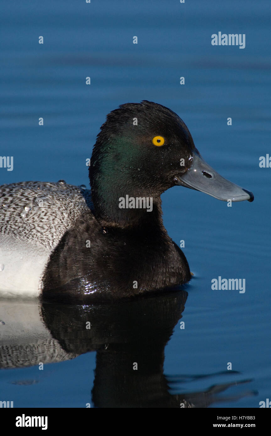 Lesser Scaup (Aythya affinis) drake in breeding plumage, Alaska Stock ...
