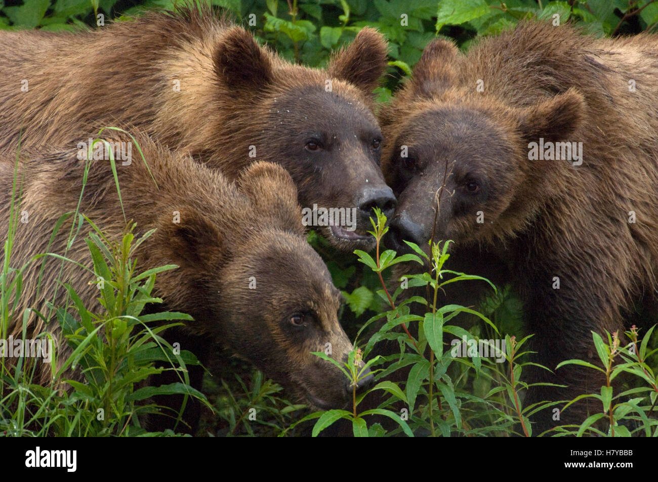 Grizzly Bear (Ursus arctos horribilis) yearling cubs, Alaska Stock ...