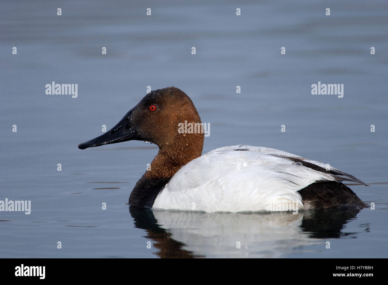 Canvasback (Aythya valisineria) drake, Alaska Stock Photo - Alamy