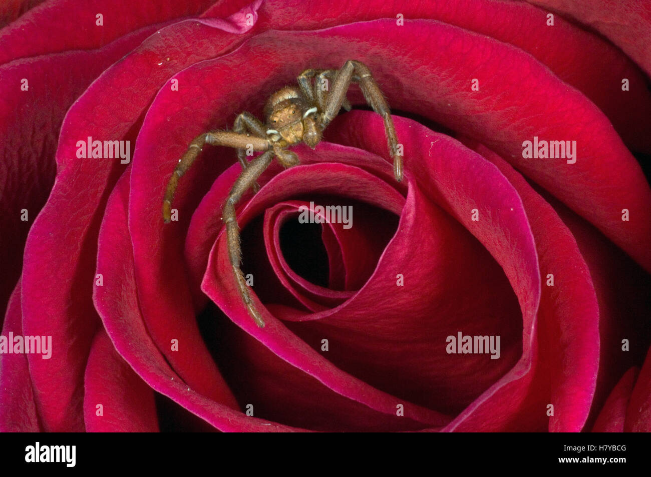 Crab Spider (Diaea dorsata) on rose, Alaska Stock Photo - Alamy